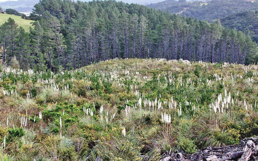 Ti Point weed project starts - Local Matters