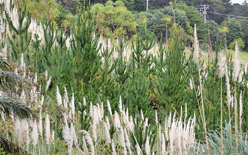 Ti Point weed project starts - Local Matters