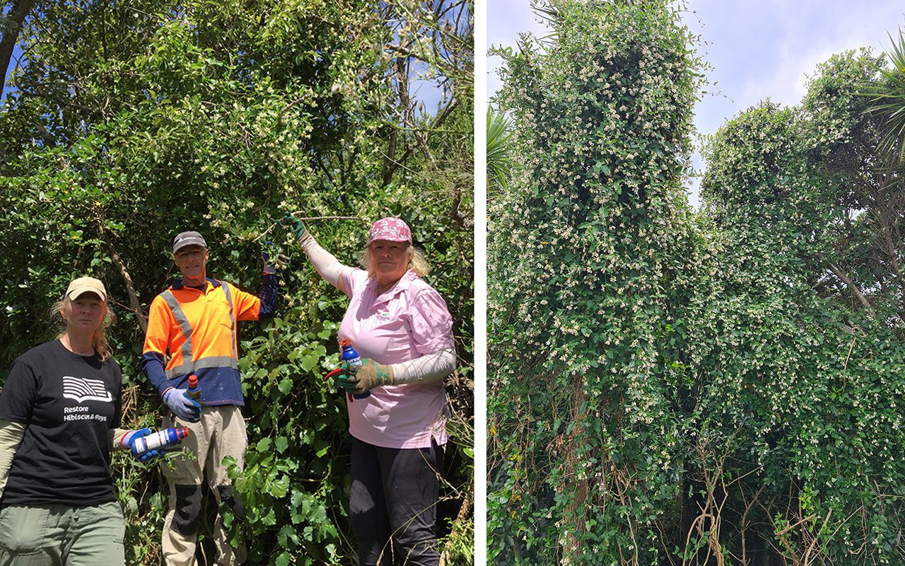 Community urged to join moth plant war - Local Matters