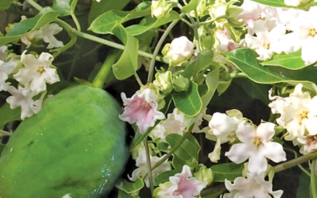 Fruit fly to target moth plant spread - Local Matters