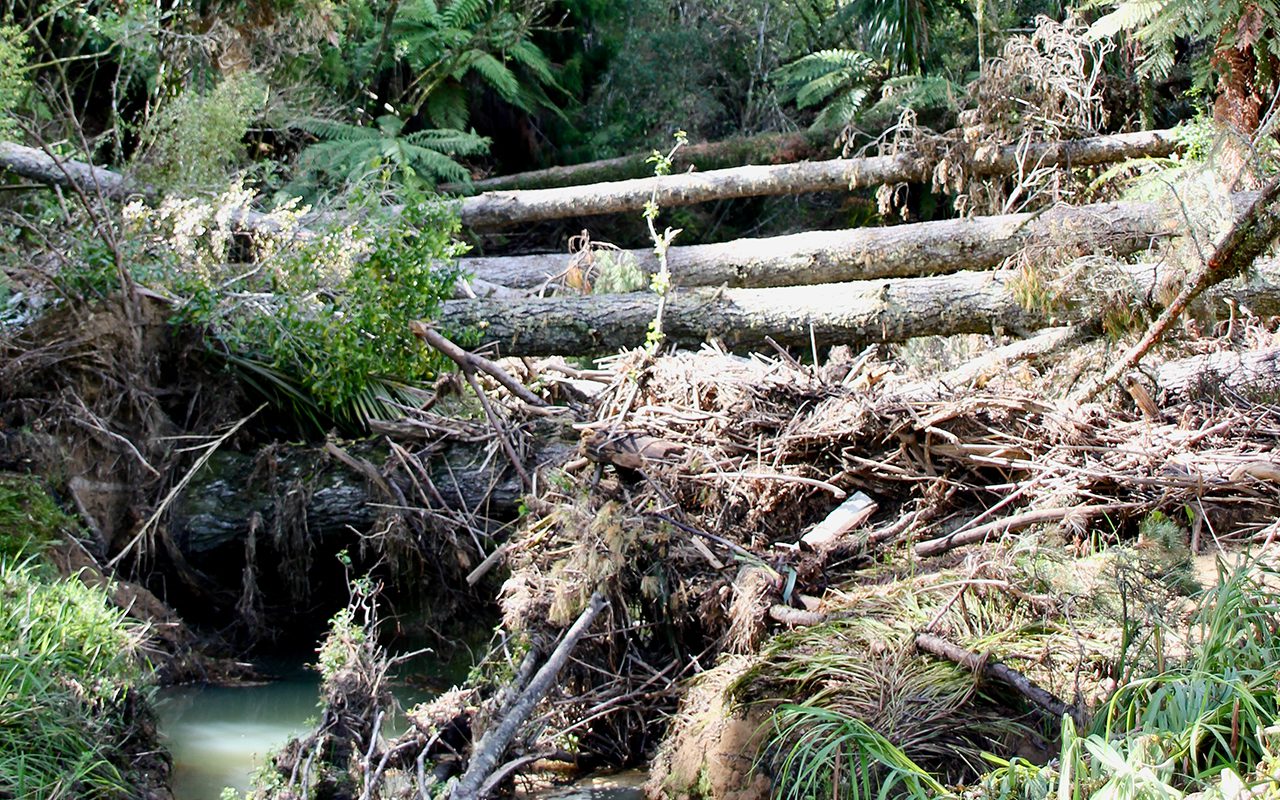 Flood danger from fallen trees - Local Matters