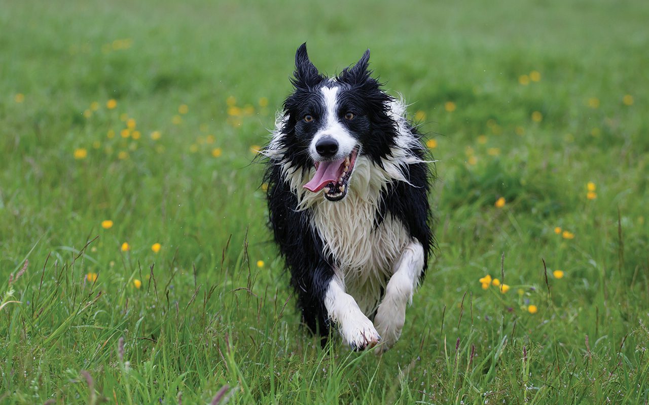 Animal care after flooding - Local Matters