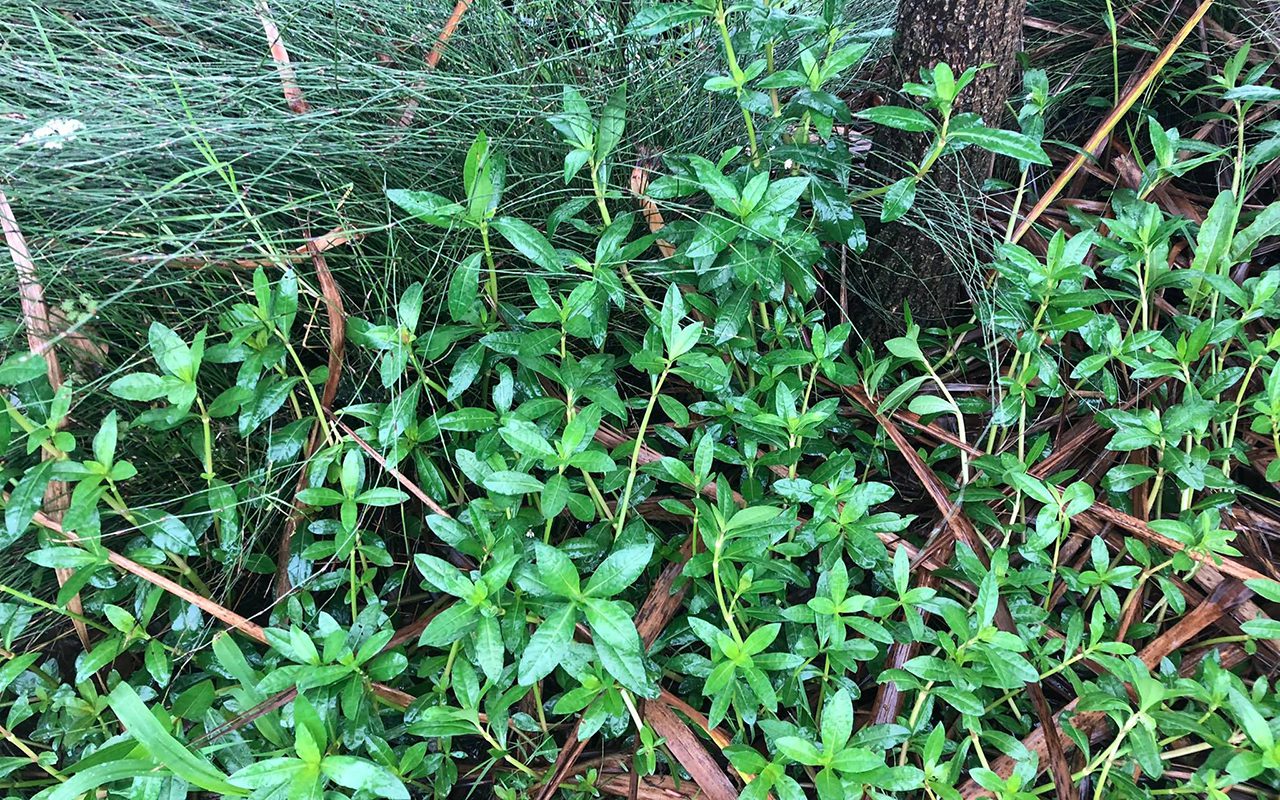 Alligator weed spread a concern - Local Matters