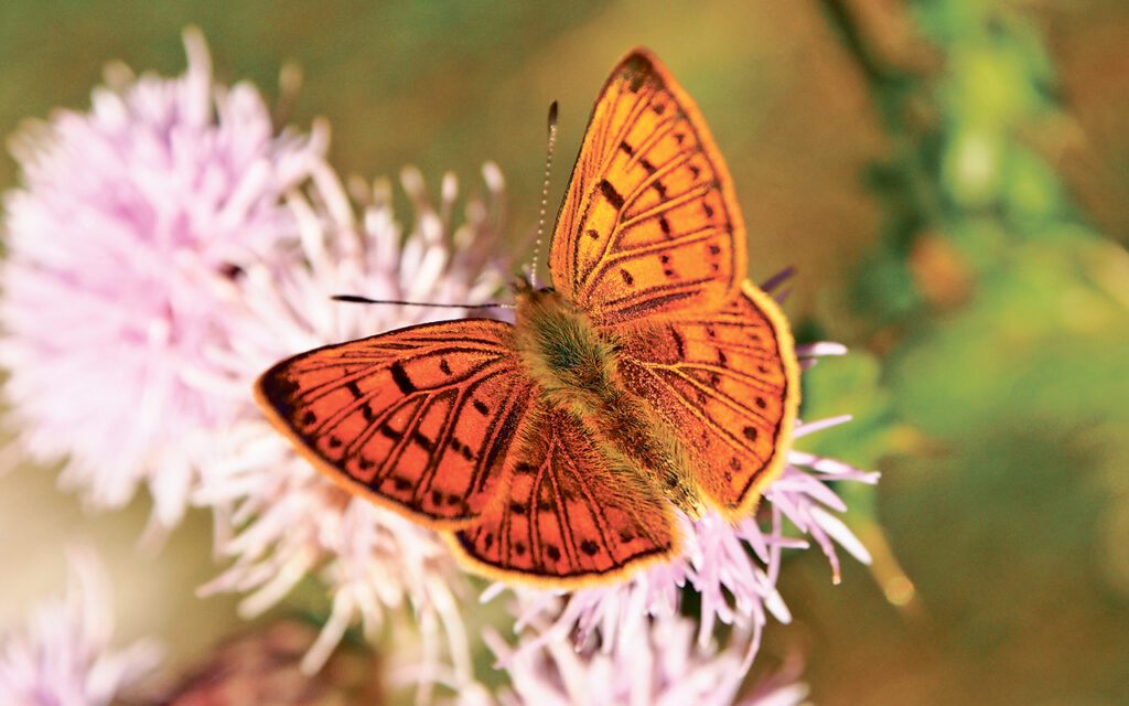 Native butterfly campaign takes flight - Local Matters