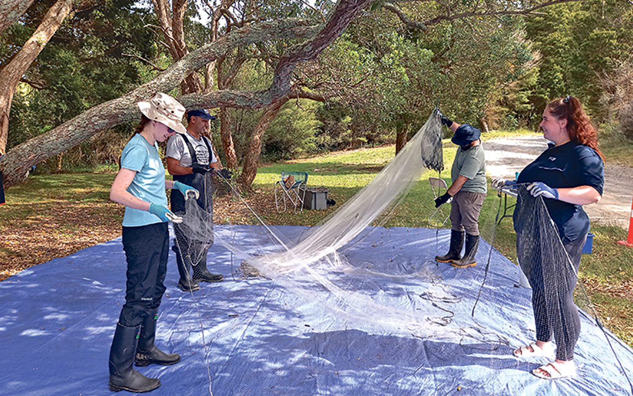 Fish removal shows signs of success - Local Matters