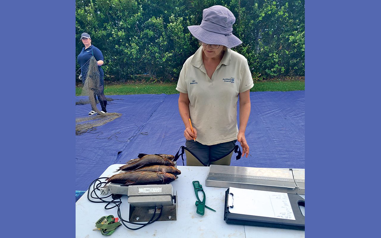 Fish removal shows signs of success - Local Matters