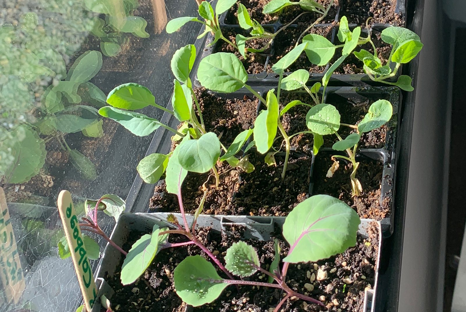 Gardening - Plenty to do in winter garden - Local Matters