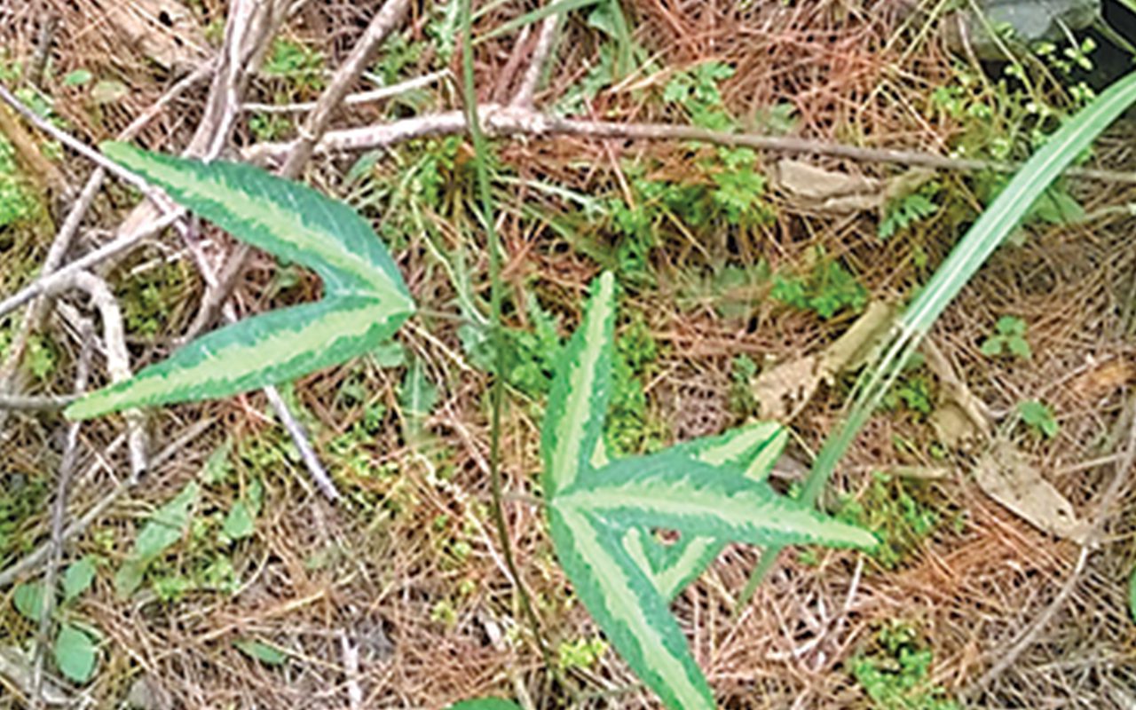 Public alert over invasive vine - Local Matters