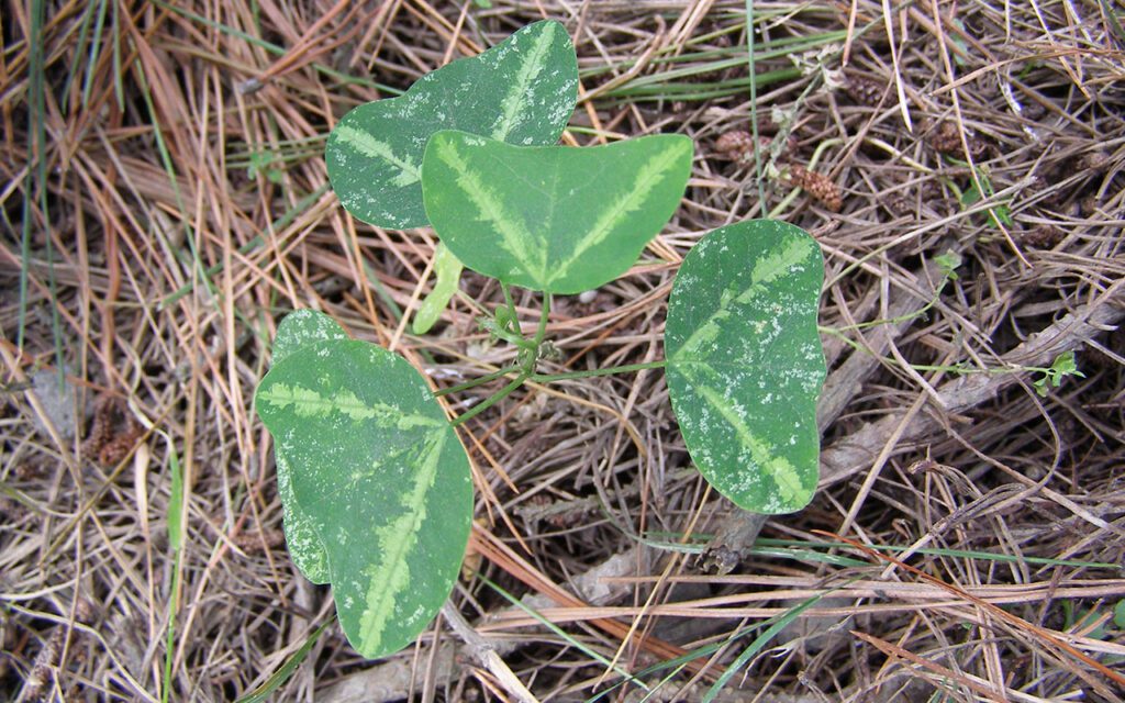 Hunt and destroy mission for batwing weed - Local Matters