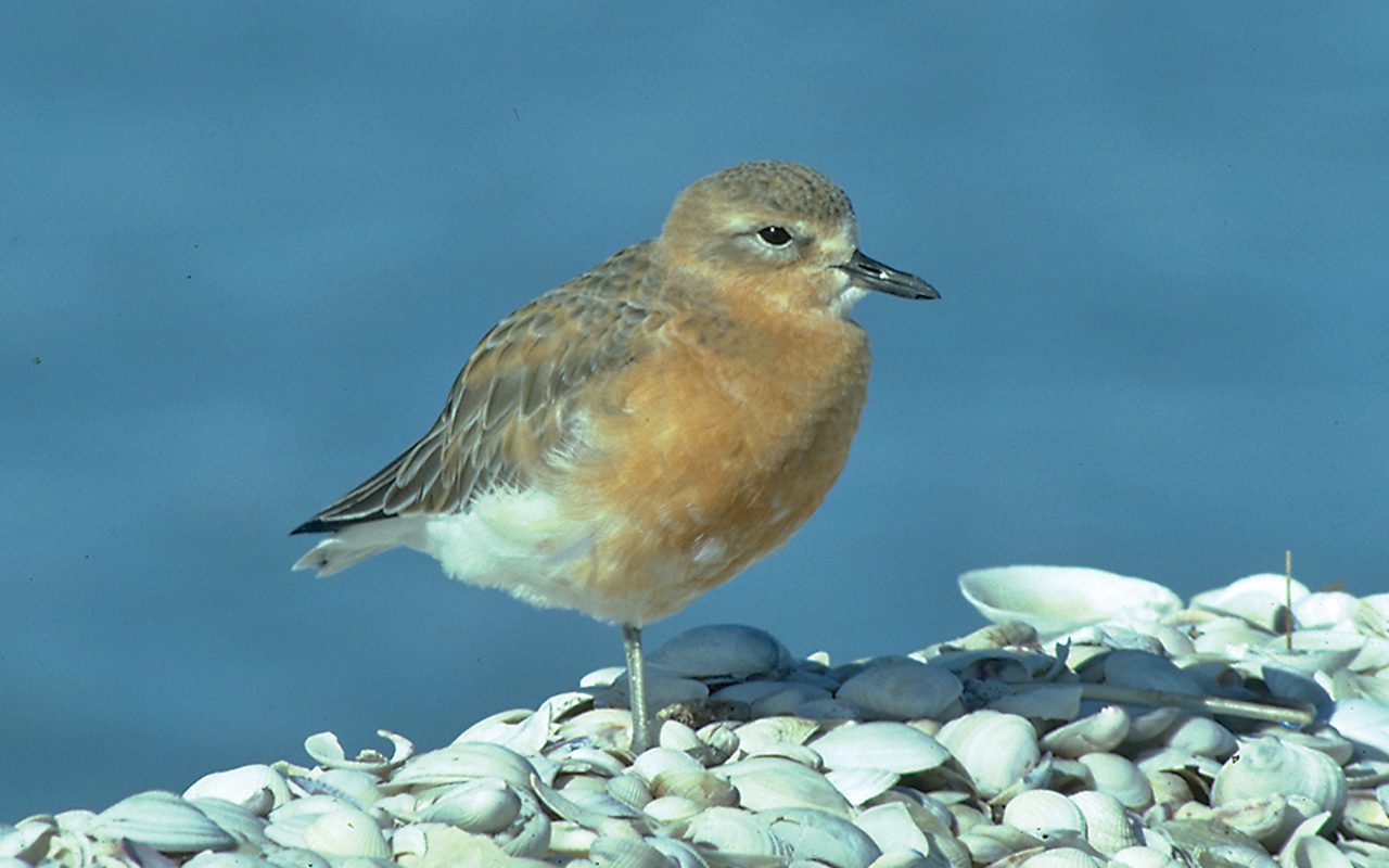 Dotterels emerge from rough breeding season - Local Matters