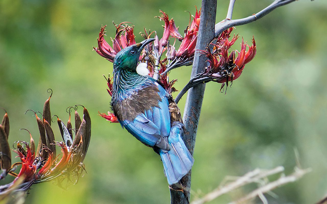 Ngāti Mahuhiri - Te Whā o Mahuru - Local Matters