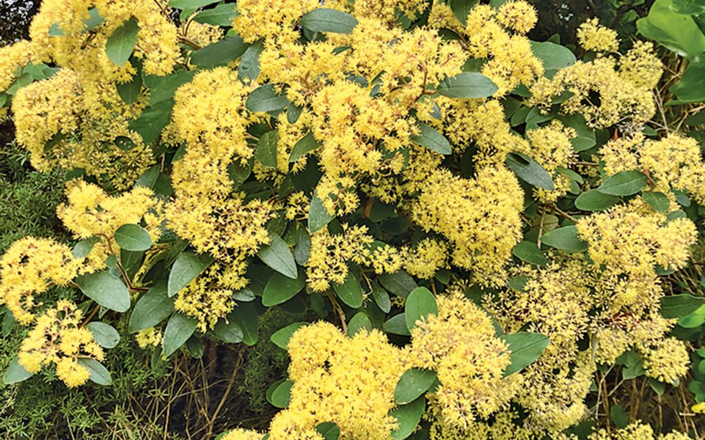 Local plant blooming marvellous - Local Matters