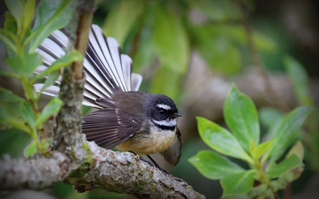 A step by step guide to backyard rat trapping - Local Matters