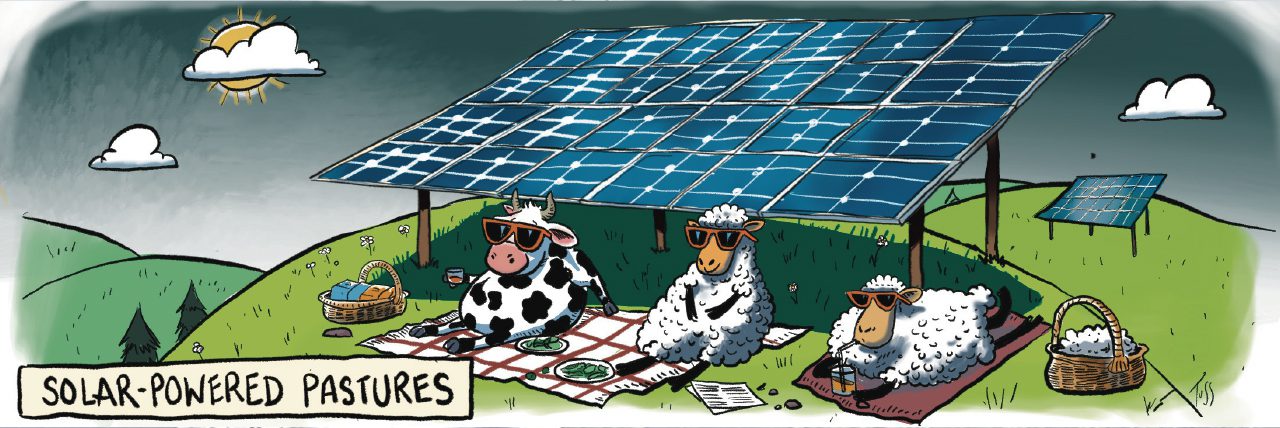 Solar farm shadow falls over Wellsford - Local Matters