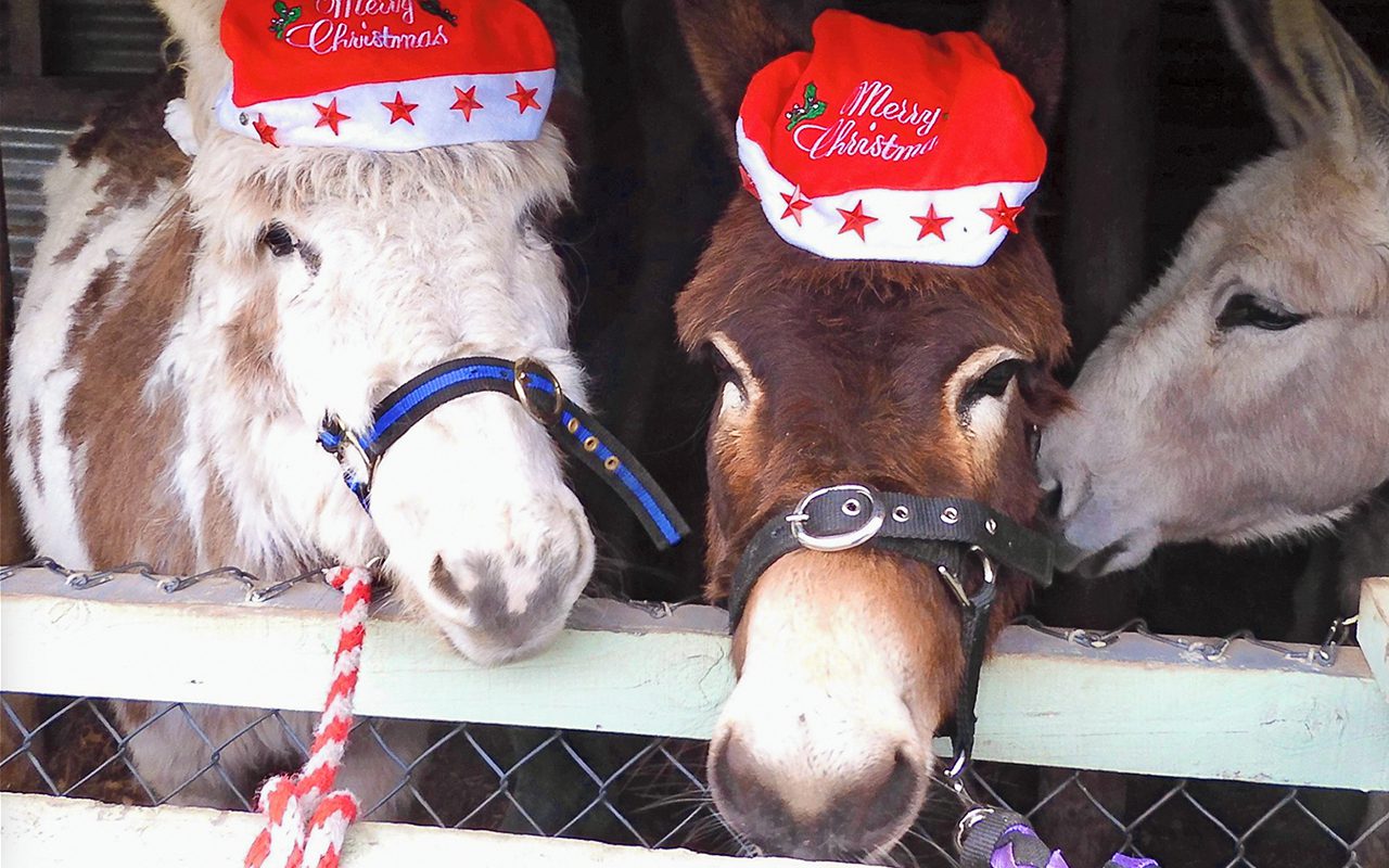 Festive fun with donkeys - Local Matters