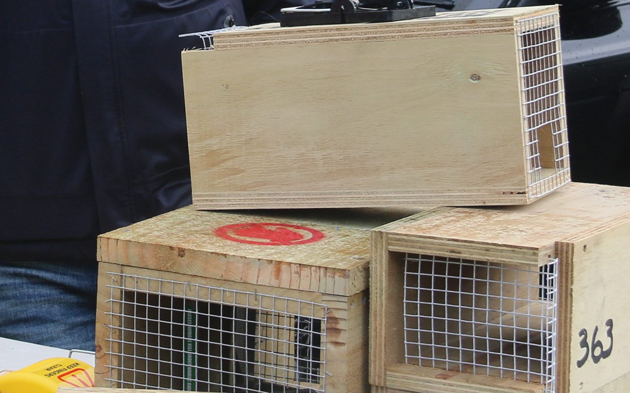 Get your backyard trap - Local Matters