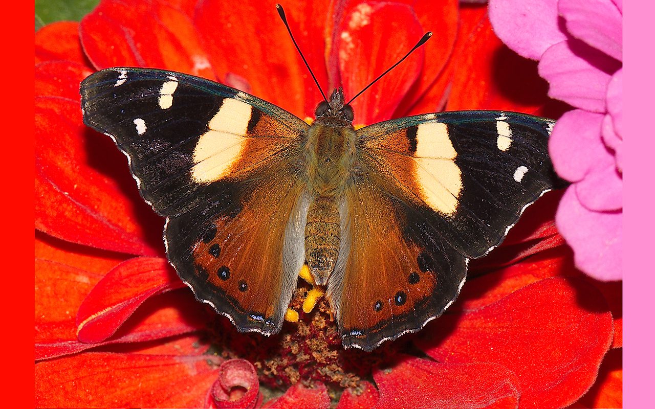Haven for native butterflies with sting in tail - Local Matters