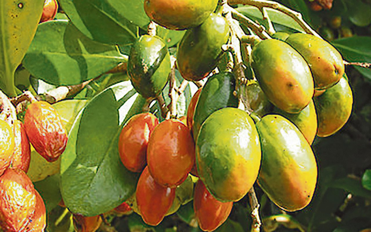 Karaka berry warning - Local Matters