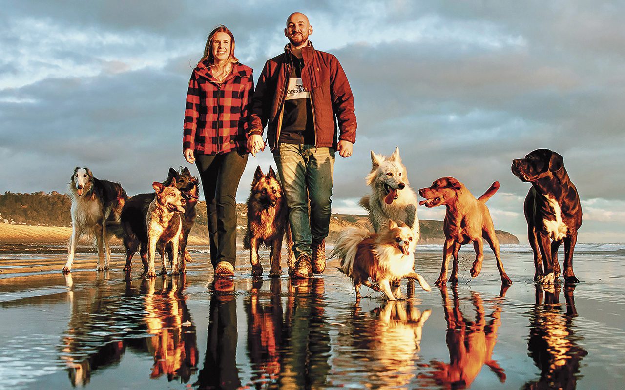 Bid to limit dog numbers to six per walker opposed by board - Local Matters