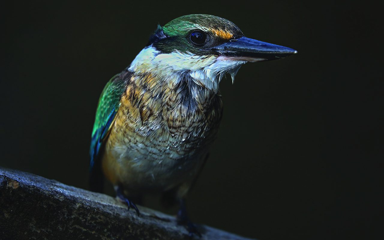 Top award to Tiri - Local Matters