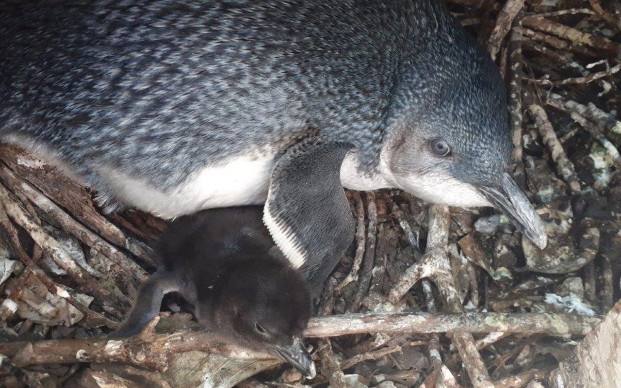 Environment – Warm welcome for little penguin families - Local Matters