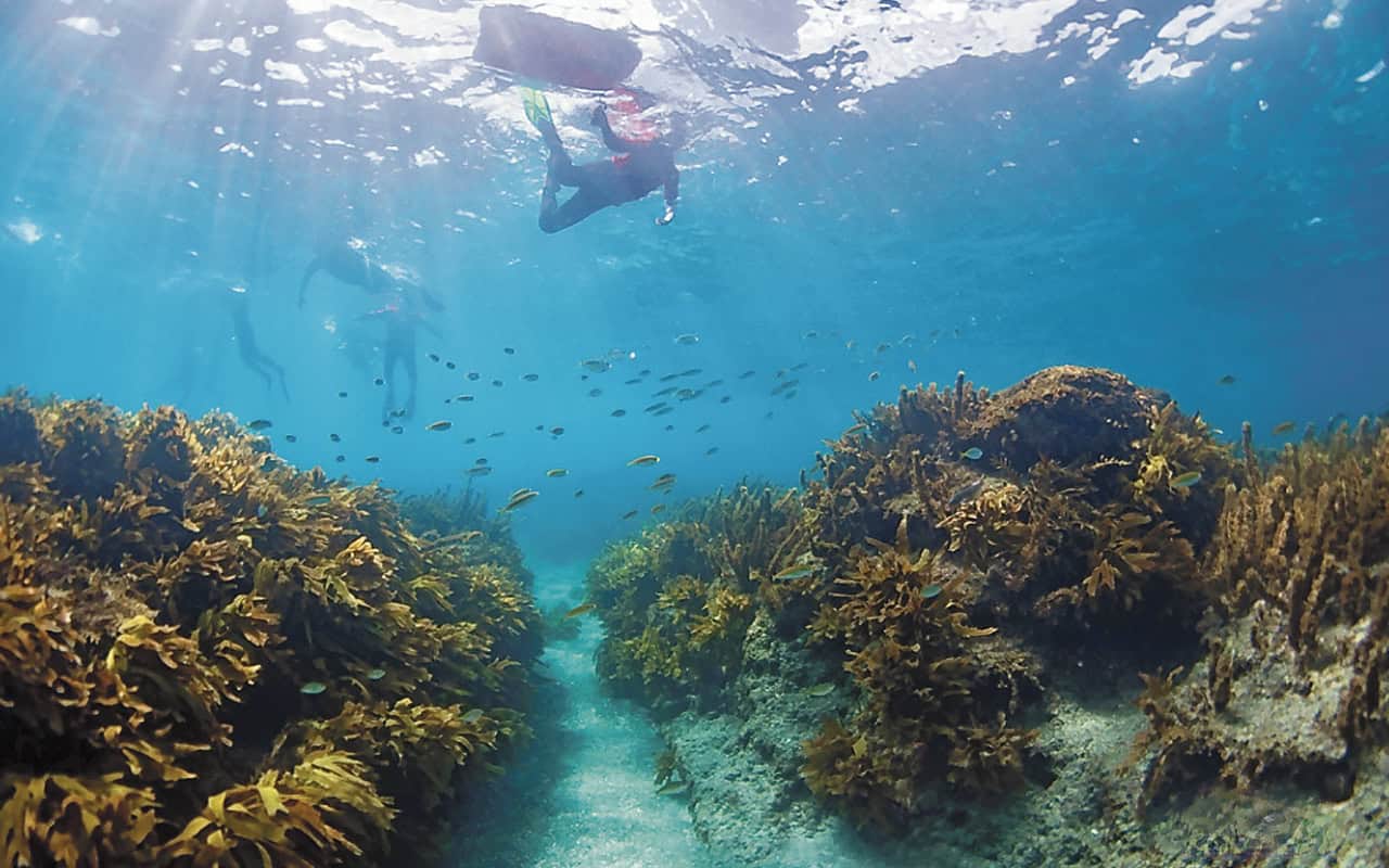 Explore the ocean after dark at Matheson’s - Local Matters