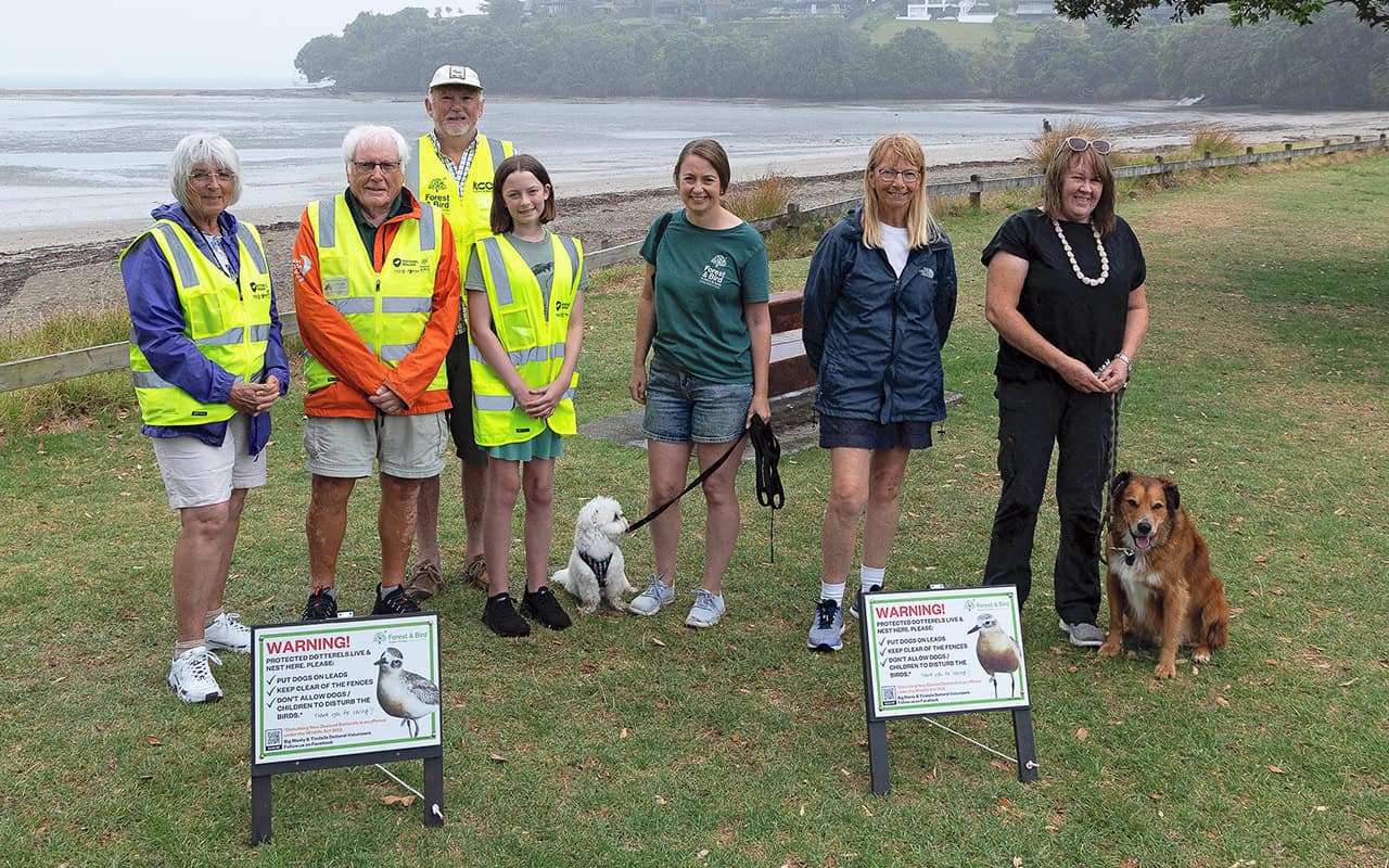 Local Board endorses community-led plan to protect dotterels - Local ...