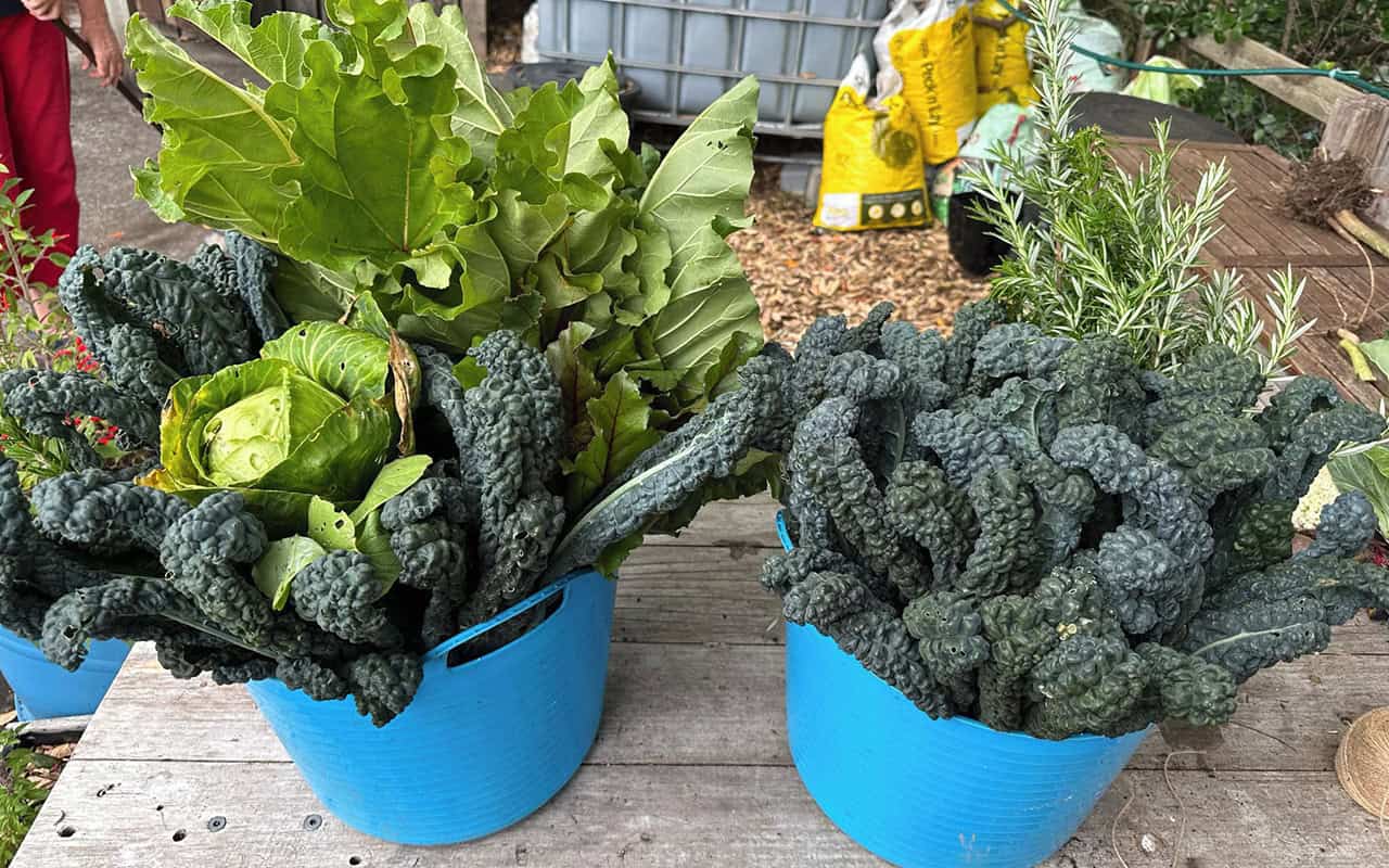 Gardening – Starting a new vegetable garden - Local Matters