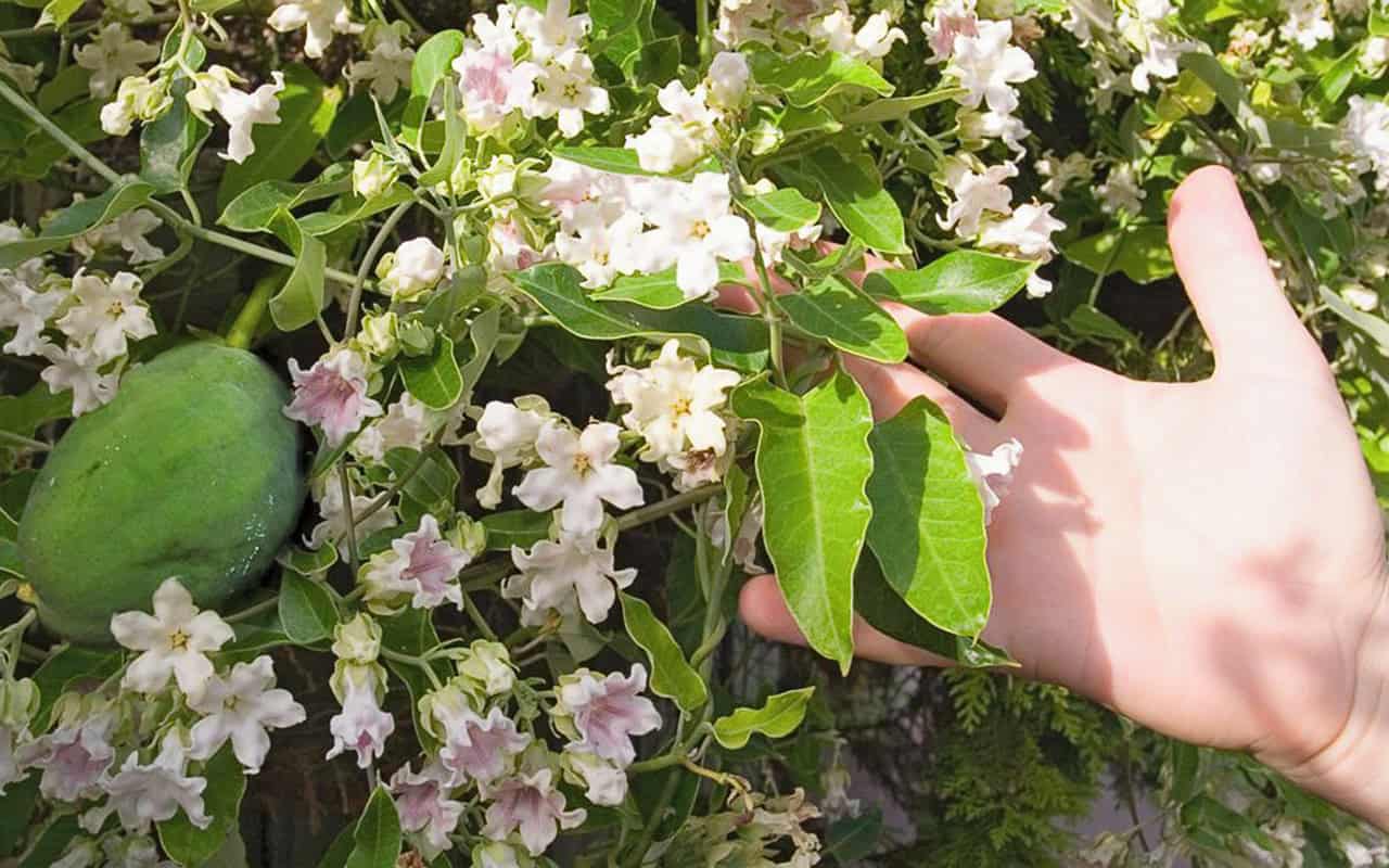 Environment - Moth plant eradication planned - Local Matters