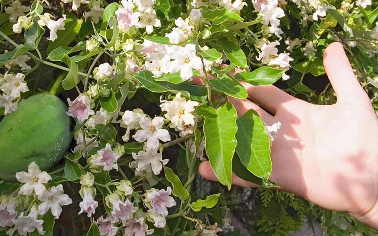 TOSSI - The dreaded moth plant - Local Matters