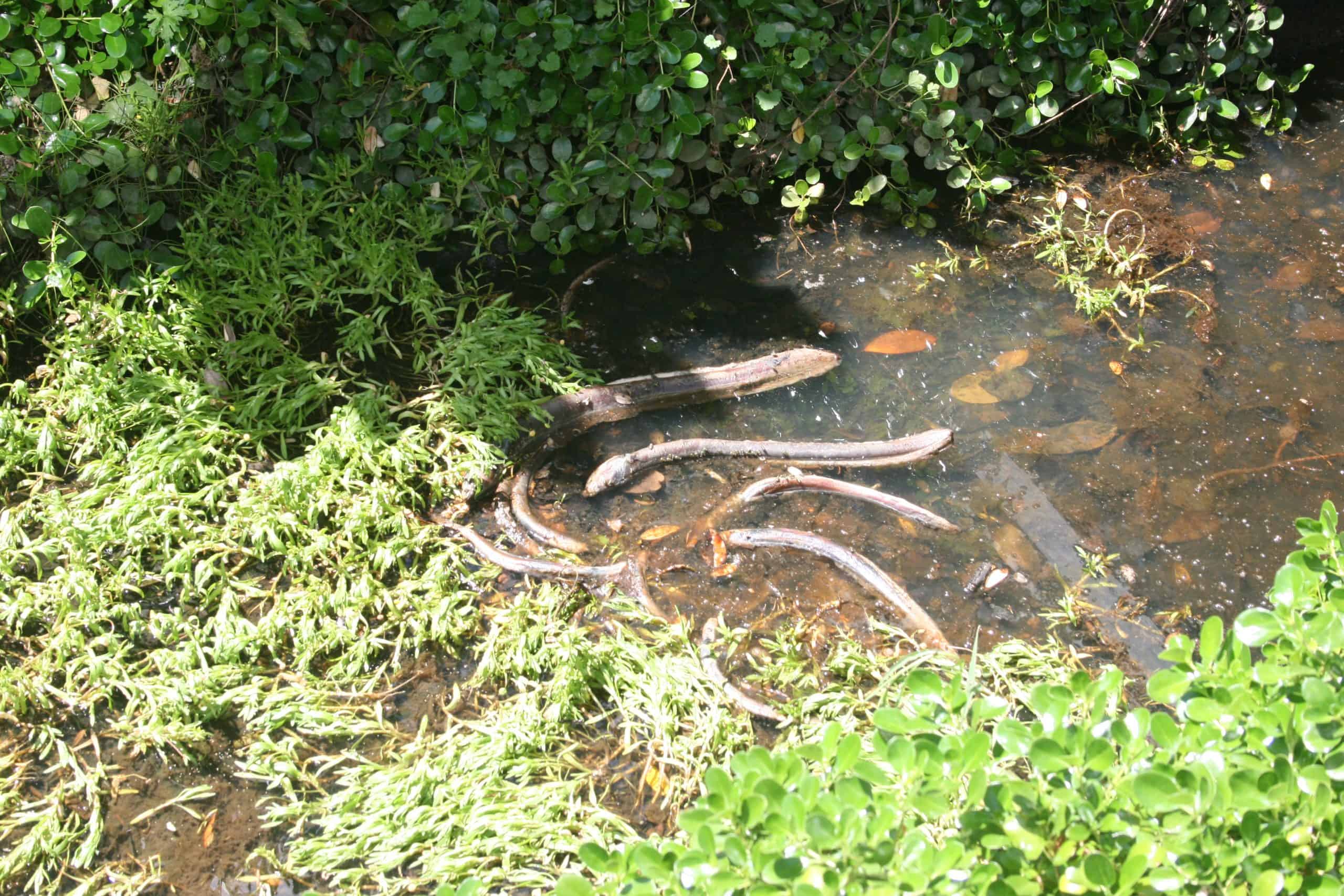 Dead eels spark concern at Whangaparāoa - Local Matters