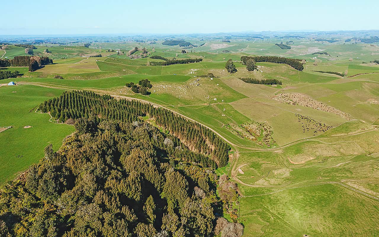 Harvesting small forest blocks workshop - Local Matters