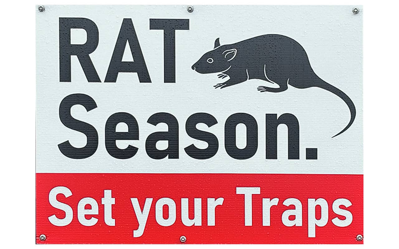 Rat Season - Local Matters
