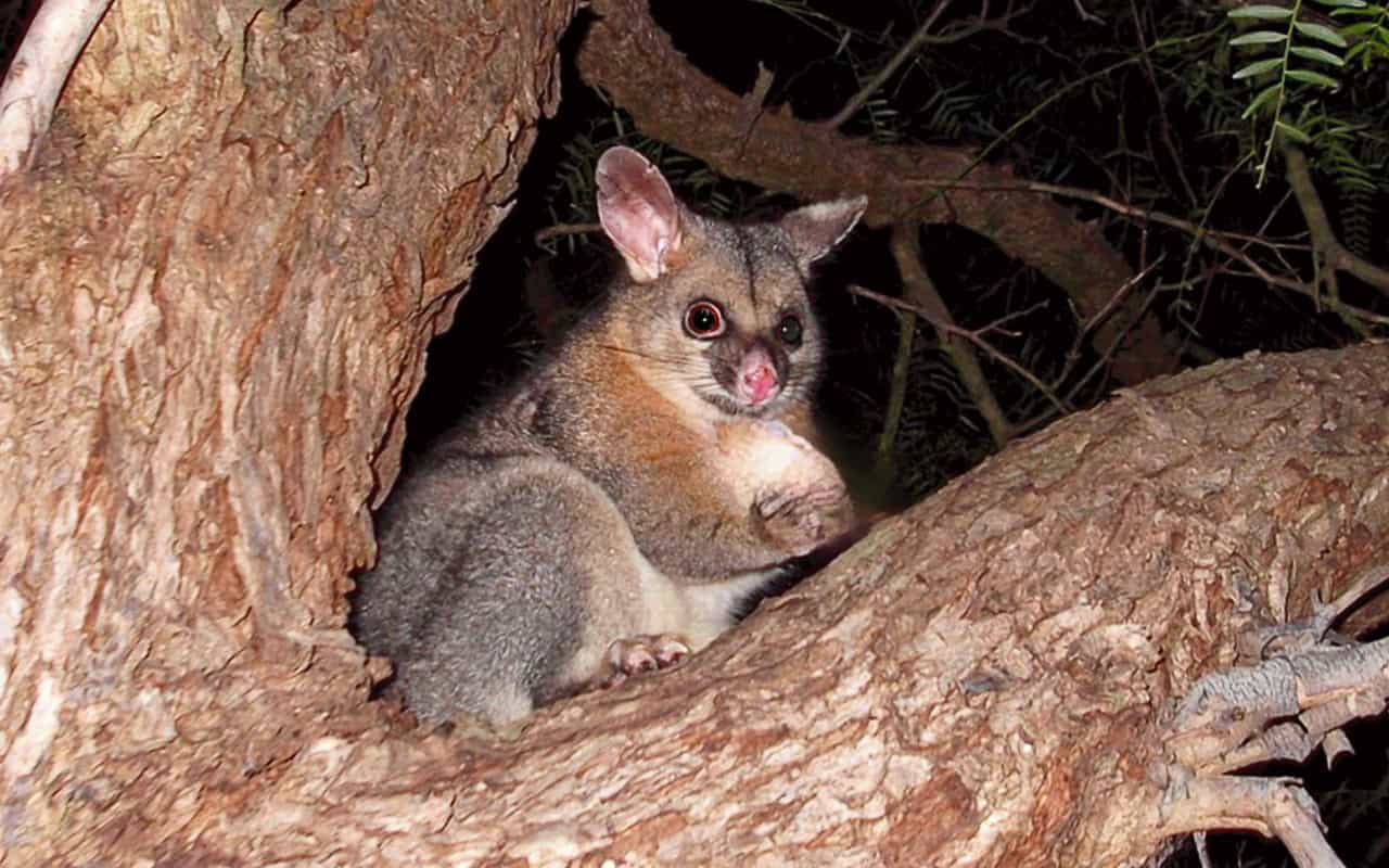 Possum cull for school funds - Local Matters