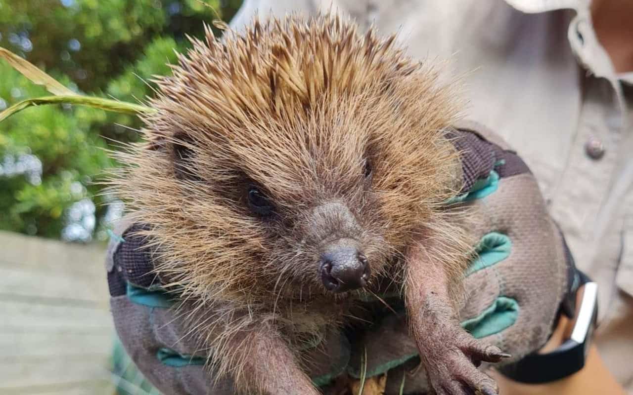 Environment - Dune-dwelling hedgehogs - Local Matters