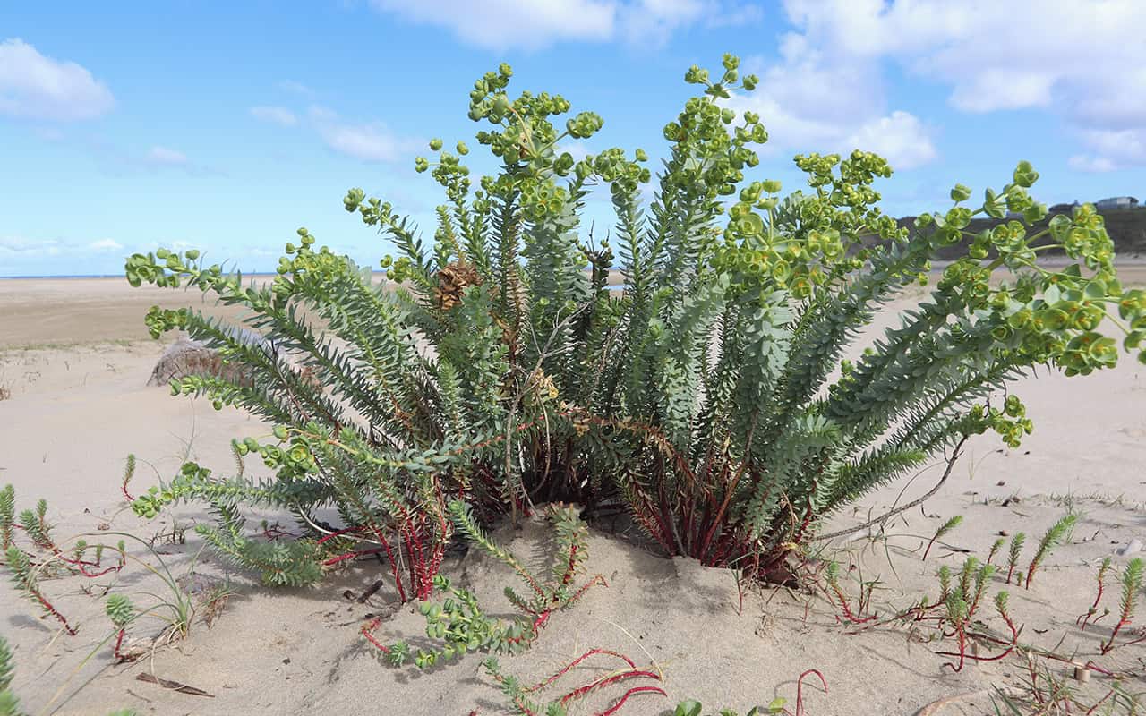 Seventh sea spurge site found - Local Matters