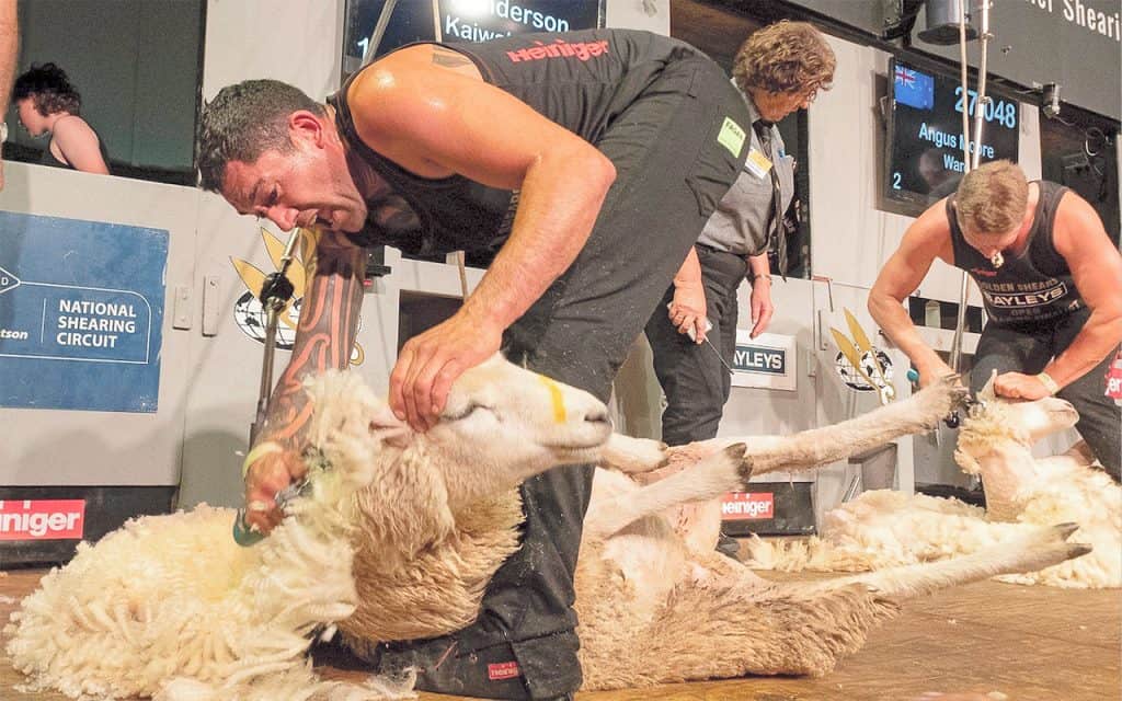 Shearers on world stage - Local Matters