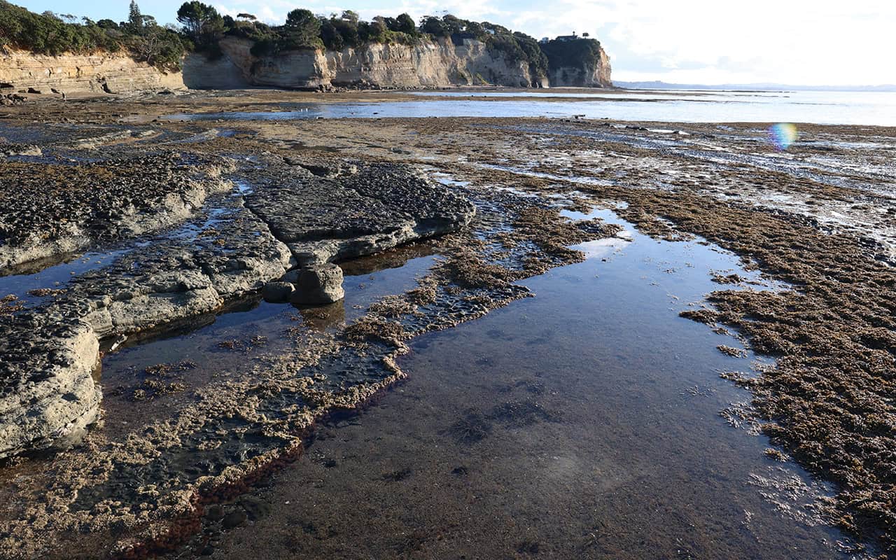 Intertidal zone a vital ecosystem engine - Local Matters