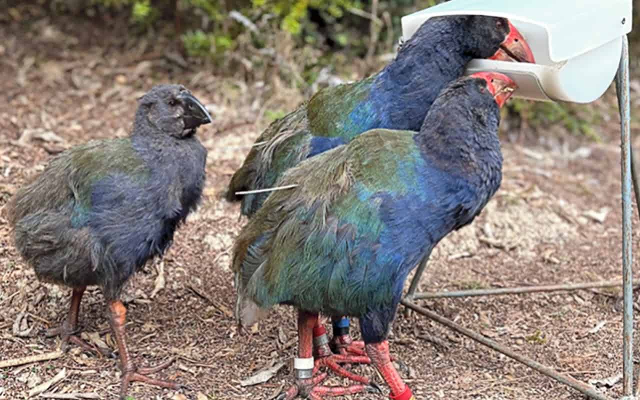 Collaboration key to TOSSI conservation efforts - Local Matters