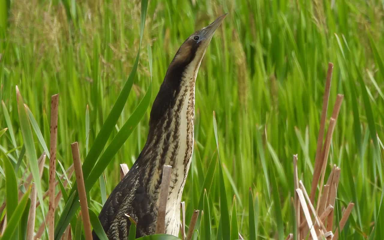 Environment - Mangawhai’s mystery matuku - Local Matters